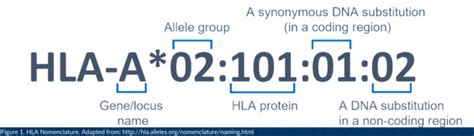 Hla Typing Learn More From Organabio A Cdmo In Miami Fl