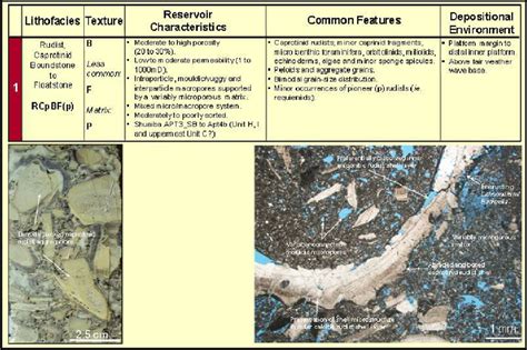 Reservoir Lithofacies Type 1 Rudist Caprotinid Boundstone To Download Scientific Diagram