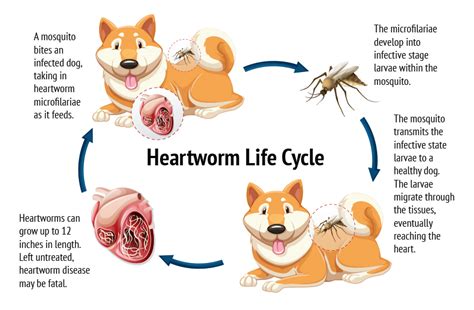 Heartworm Life Cycle Heartwormsanddogshtml