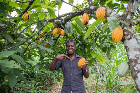 Cocoa Farming In West Africa Exploring Cocoa Cultivation Industry From