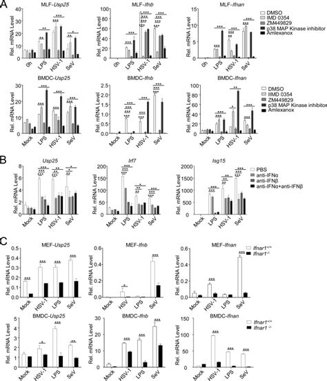 The Type I Interferon Irf7 Axis Mediates Transcriptional Expression Of Usp25 Gene Pmc