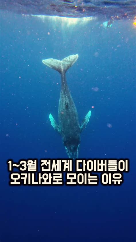 완더랜드 여행•액티비티•가성비 🇯🇵비행기 2시간 이면 혹등고래랑 같이 헤엄칠 수 있다 📍오키나와 1월부터 3월까지 오키나와에는 혹등고래 그것도 무려 어미고래와 새끼