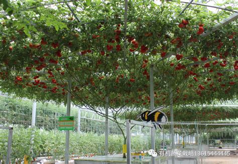 无土栽培番茄树是怎么种出来的？ 知乎