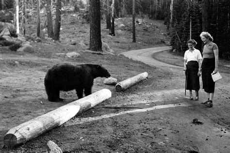A Trash Eating Bear Reportedly Charged A Visitor In Yosemite
