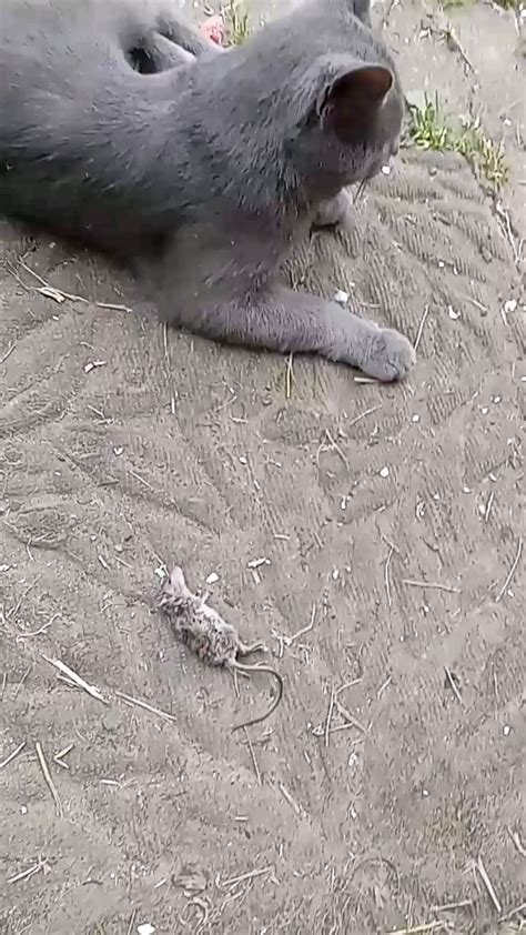 Stray Brought Me A Mouse Rvultureculture