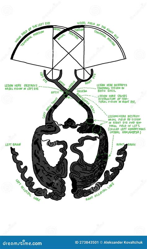 Detailed Eye And Brain Typography With Optic Nerves And Visual Cortex