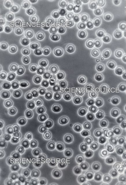 Blood Cells In Isotonic Solution Under Stock Image Science Source