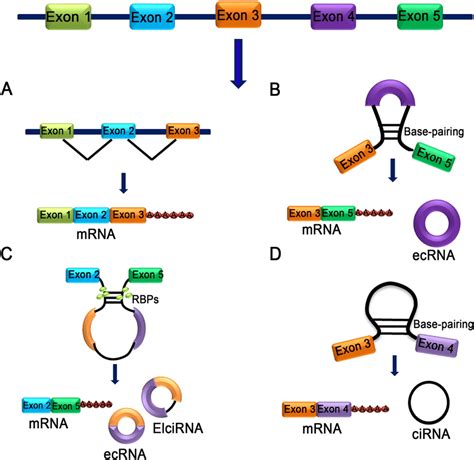 Characteristics Of Different Types Of Circrna A Mrna A Class Of