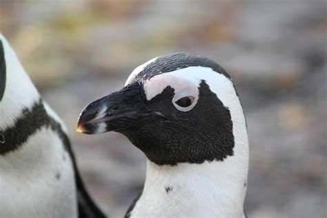 รูปภาพpinguino เลือกดูภาพถ่ายสต็อก เวกเตอร์ และวิดีโอ1 927 Adobe Stock