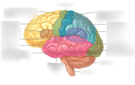 Cerebral Cortex Diagram Diagram Quizlet