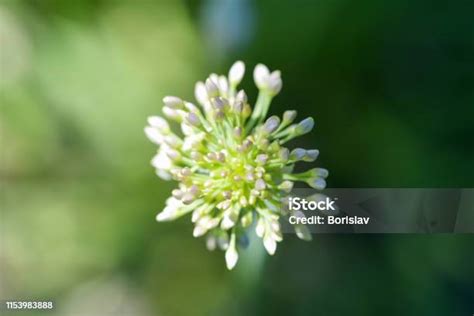 개화 양파의 탑 뷰 꽃이 피는 양파 바 룬 개화 양파의 매크로 사진 구에 대한 스톡 사진 및 기타 이미지 구 씨앗 원예 Istock