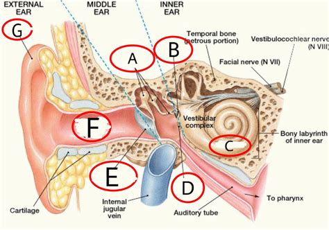Biopsych Diagram Quiz Diagram Quizlet