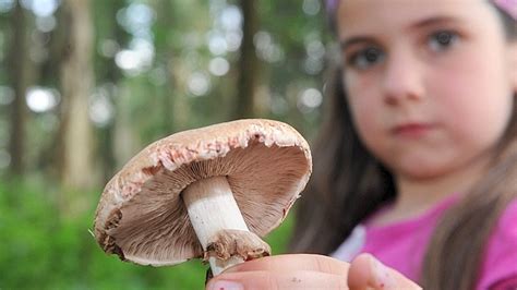 Pilze Zum Anfassenpilze Zum Anfassen Pilze Hautnahpilze Zum Anfassen