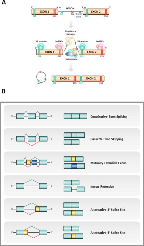 Splicing Process A Summary Of The Process Of Splicing Showing How Download Scientific