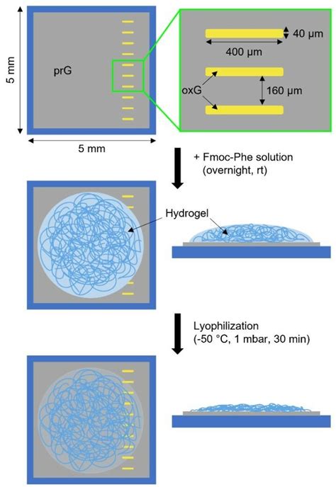 Schematic Depiction Of The Slg Sample Geometry And Gel Slg Interface