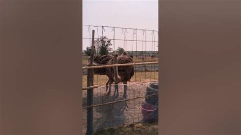 นกกระจอกเทศ Youtube