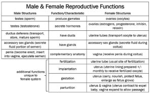 Functions Of The Reproductive System Integrated Human Anatomy And Physiology Part 2