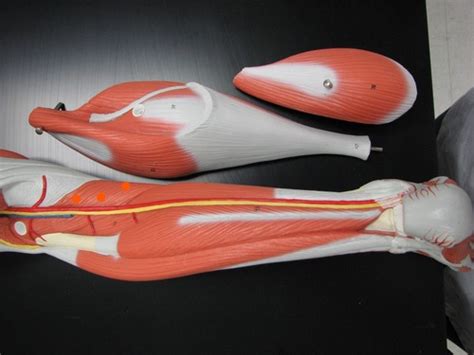 Aandp Lab Inferior Muscles Flashcards Quizlet