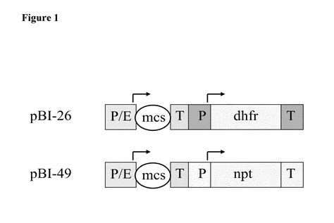 Novel Intron Sequences Eureka Patsnap