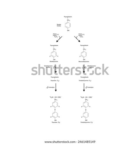 Diagram Showing Biosynthesis Thyroid Hormones T3 Stock Vector Royalty