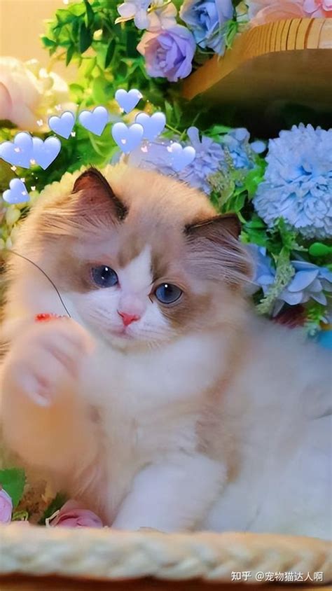 原来“布偶猫”这么可怕，让人避之不及！ 知乎