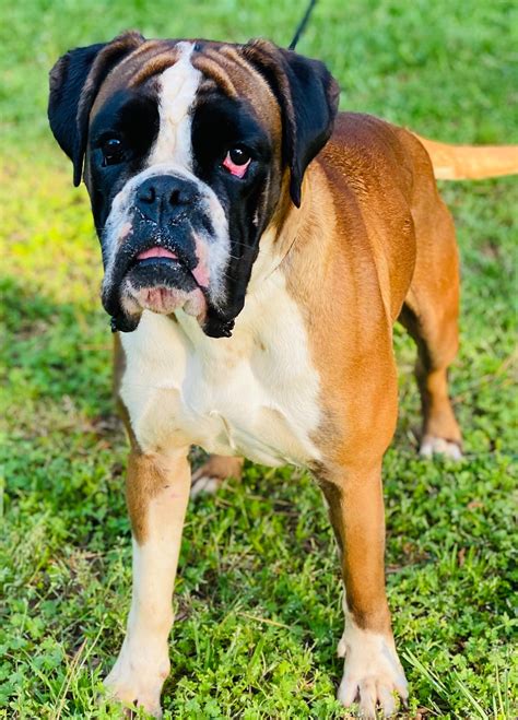 Light Brown Boxer Puppies