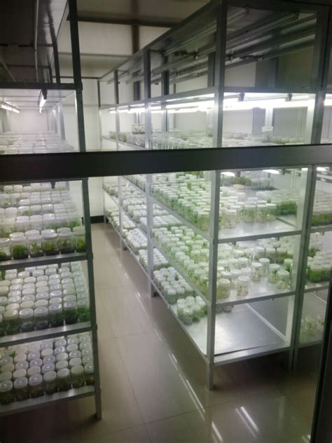 培养架型人工气候室 人工气候室 电热鼓风干燥箱 生化培养箱 霉菌培养箱 光照培养箱 电热培养箱 人工气候箱 郑州生元仪器有限公司