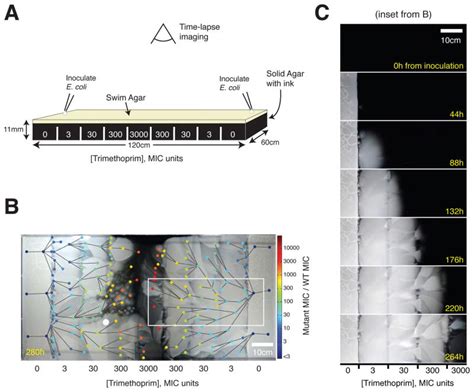 Spatiotemporal Microbial Evolution On Antibiotic Landscapes Pmc
