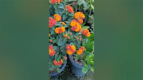 다육이 ♡야생화♡제라늄 Youtube