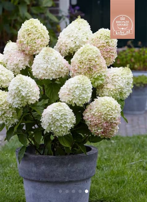 Гортензия метельчатая "Summer Love" | LeafGarden