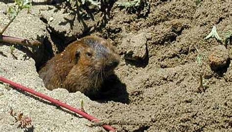 How To Make A Gopher Trap Homesteady