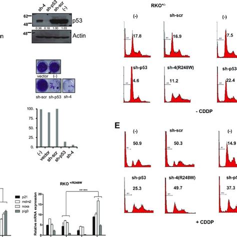Relief Of Dominant Negative Effects Of Mutant P53 By Mutant