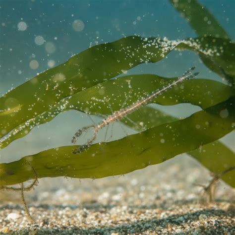 Caprella Zoologyverse 2025