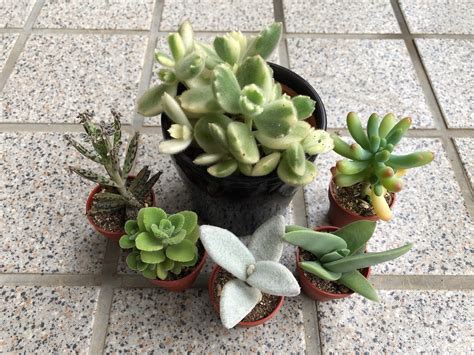 35 熊童子錦 ぼちぼちたにく