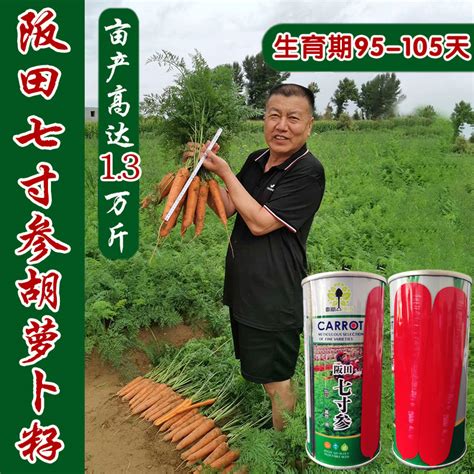 三红七寸胡萝卜种子黑田五寸参水果萝卜种籽庭院菜园秋季蔬菜种孑 虎窝淘
