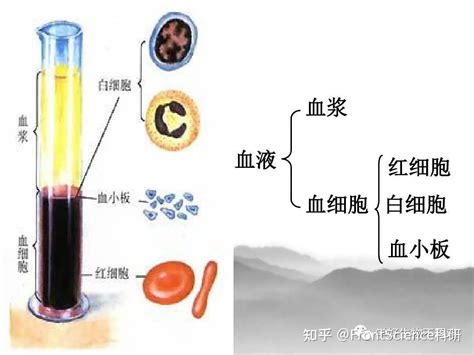 【辨析】血液、血浆、血清、血细胞的区别 知乎