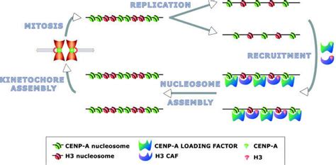Cyclical Chromatin Assembly Model For Propagating Centromere Identity Download Scientific