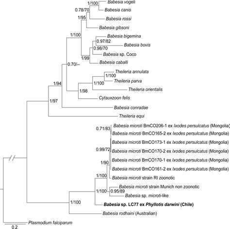 Bayesian Inference And Maximum Likelihood Phylogenies For A Subset Of