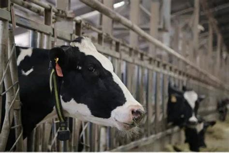 如今奶牛呼吸、睡觉都能数字化了 黑科技正在改变乳业生产 系统