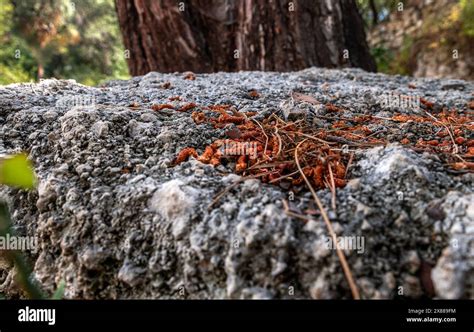 Tree Seeds Falling Hi Res Stock Photography And Images Alamy