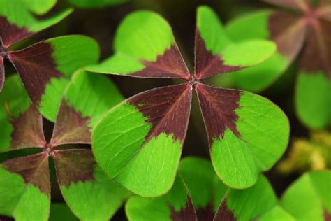 Oxalis Tetraphylla