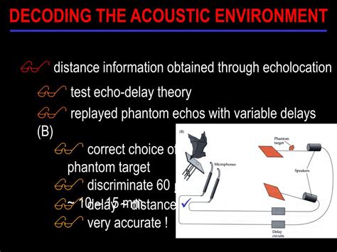 PPT Pt 2 Sensory Input Ch 2 Echolocation In Bats Bat Behavior Decoding The Acoustic