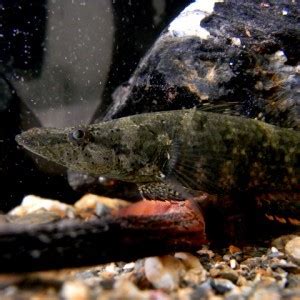 ノコギリハゼ属の一種 WEB魚図鑑
