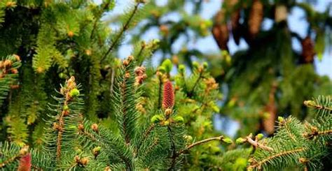 Types Of Evergreen Trees With Identification Guide And Pictures