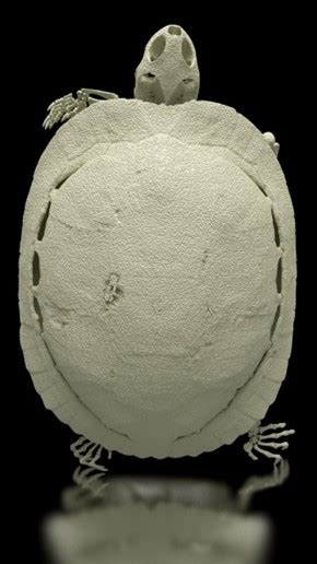 X Ray Microscopic Examination Of A Turtle Micro Photonics