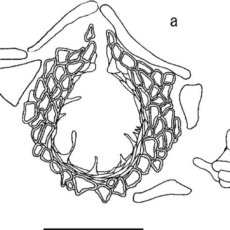 Phyllosticta Aspidistricola A Pycnidium B Conidia C Conidiogenous Download Scientific