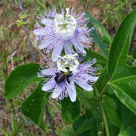 Passiflora Incarnata Trellis