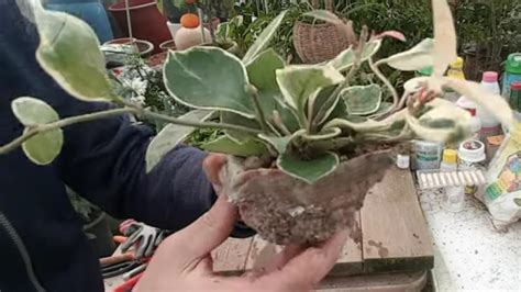 바닷가에서 주운 소라조개 껍데기로 호야 게발선인장 염좌 예쁘게 키우는 방법 Youtube
