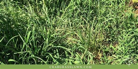 Different Types Of Crabgrass With Pictures Crabgrasslawn