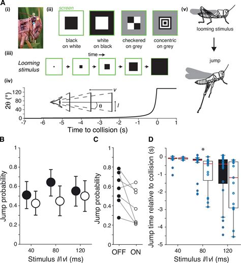 Contrast Polarity Specific Mapping Improves Efficiency Of Neuronal Computation For Collision